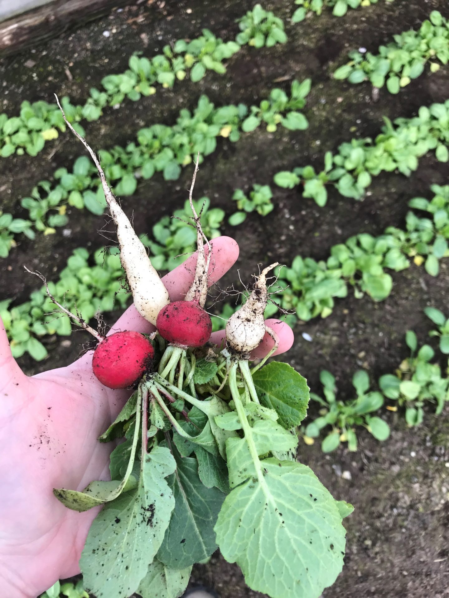 Appleton COTSGrowing + Giving: COTS in the Community - Appleton COTS